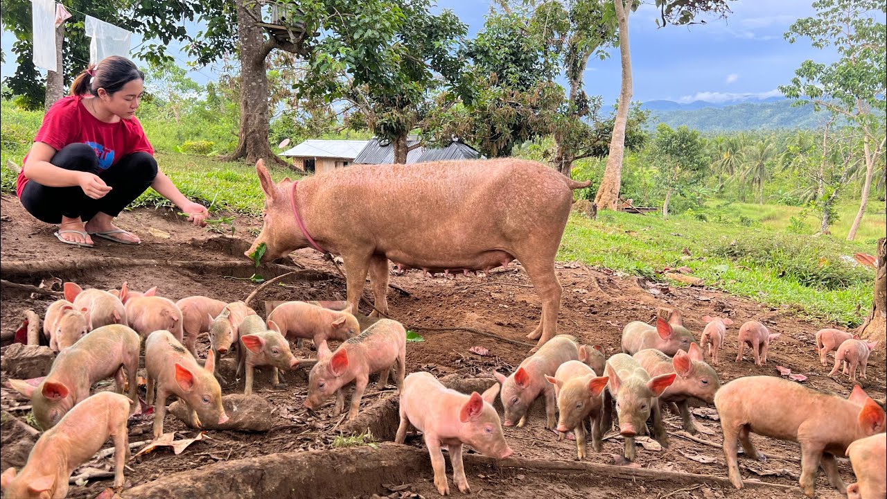 Nangangak na ang Inahin Namen 23pcs Biik Agad sa Isang Araw ...