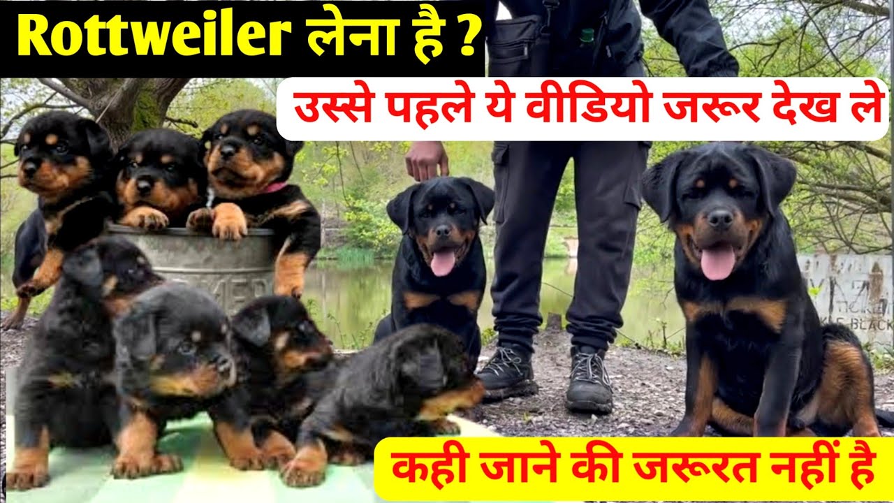 Rottweiler full heavy puppies for sale | home breeding Rottweiler - YouTube