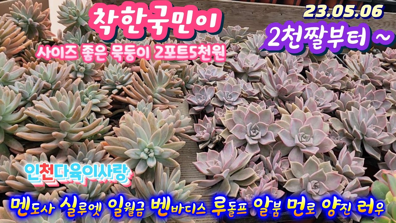 인천다육이사랑12천짤부터대박 사이즈가 좋아요 바위솔먼로파랑새홍용월발디아마빌레짚시일월금벤바디스홍화장석연화