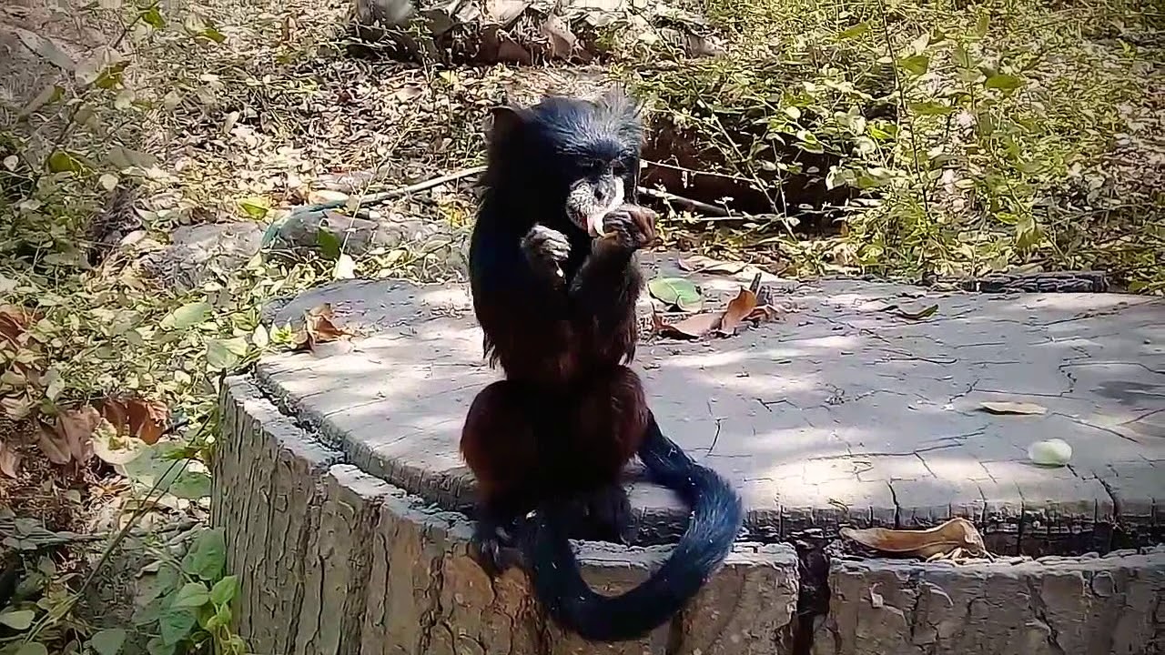 Mono pichico comiendo - YouTube