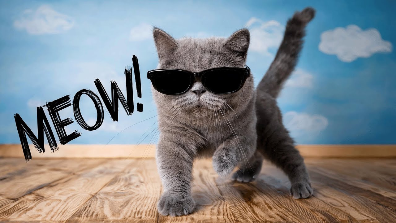 Cute Cat dance meme| 🎧Cat Cover🎸|Funny cat meme dance🐾|Meow Meow Meow ...