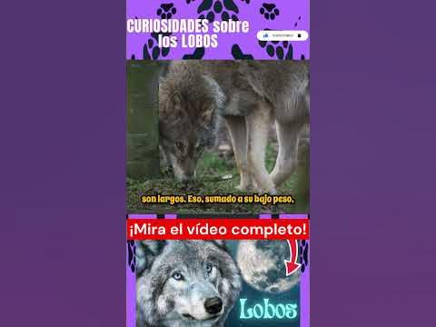 Datos curiosos sobre los lobos Parte 17 #lobo #lobos #halloween #halloween2024 #animal #animales ...