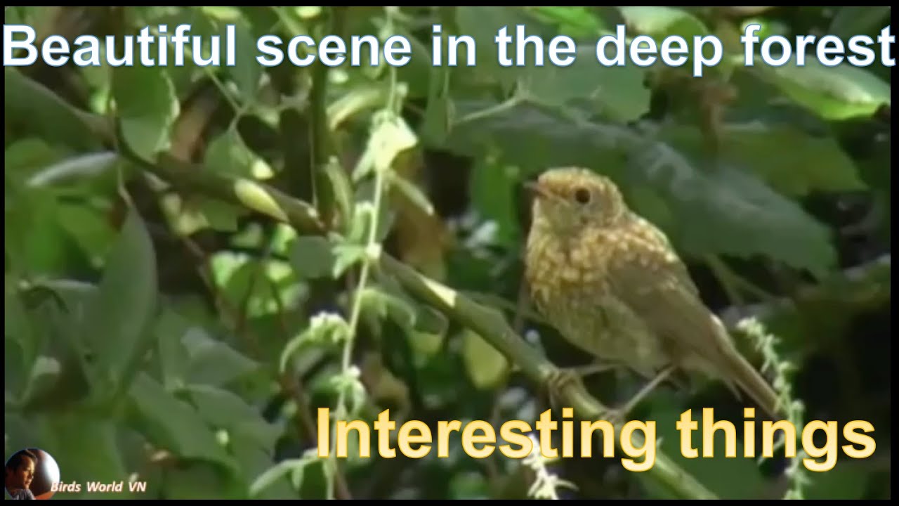 Beautiful scene in the deep forest - YouTube