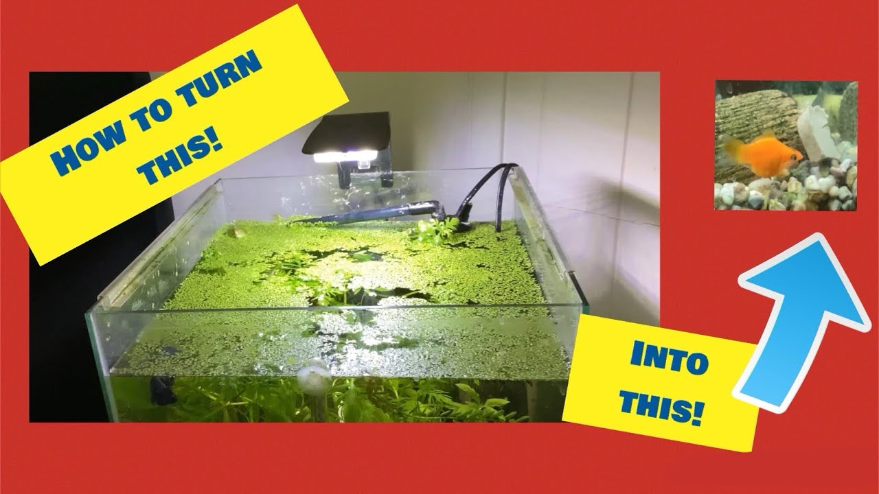 HOW TO TURN DUCKWEED INTO FREE FISH FOOD! - YouTube