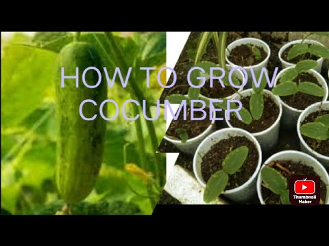 PIPINO. from seed to harvest. - YouTube