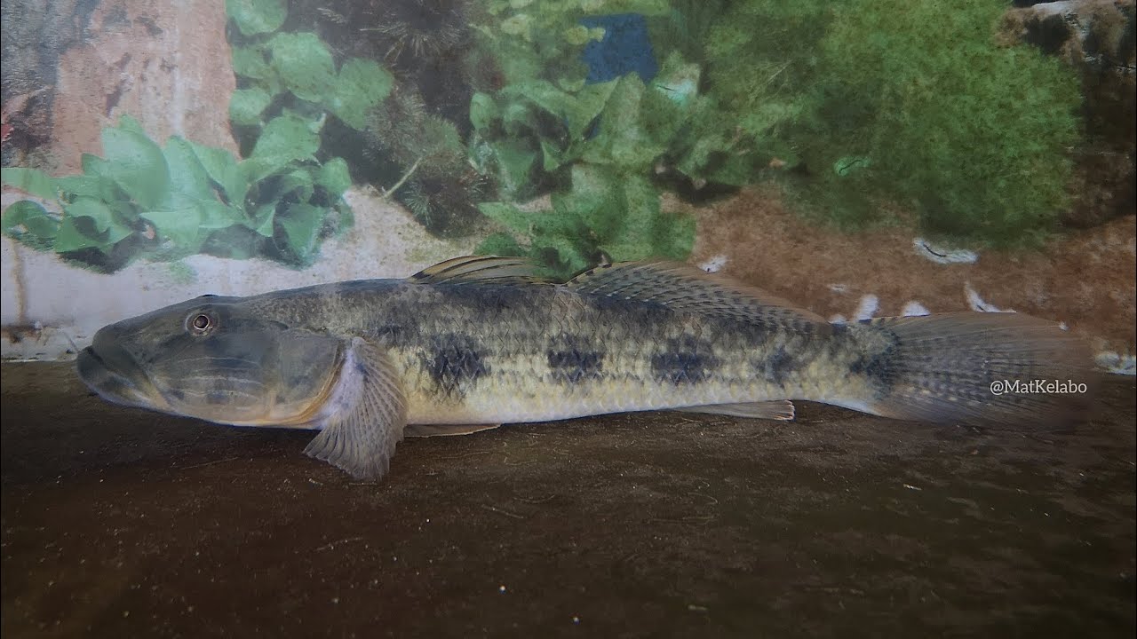 Glossogobius giuris @ Tank Goby/Belukor Pasir (Malaysia) - YouTube