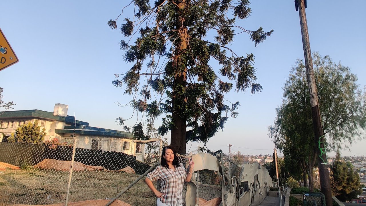 El Pino ... Blood In Blood Out ... Neighborhood Landmark - YouTube