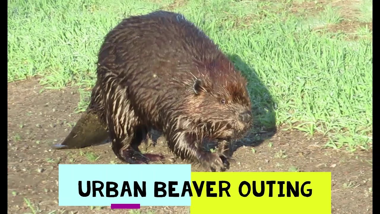 Urban Beaver Heads Out To Find Food in Saskatoon, Saskatchewan, Canada ...