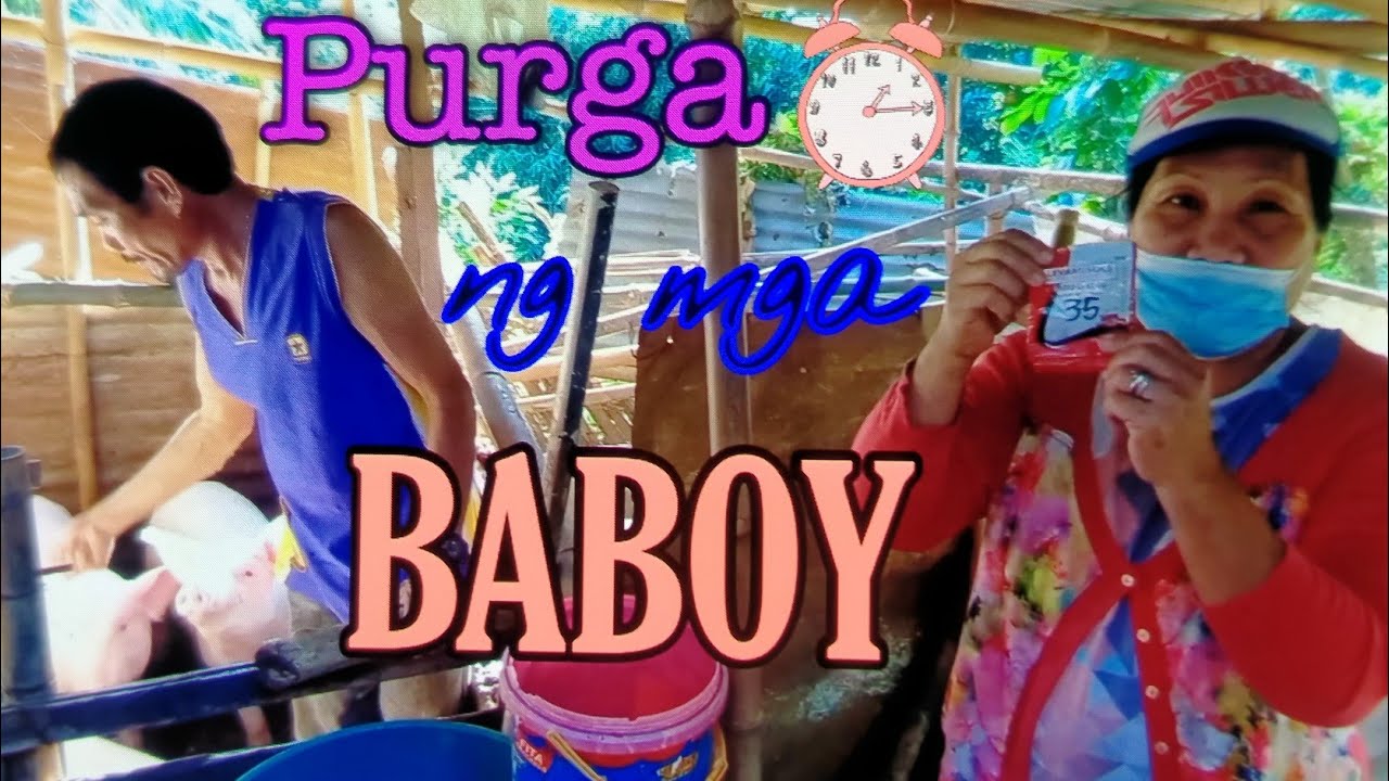 Purga naman tayo sa mga alagang baboy! | Mamang Josie's Vlog - YouTube