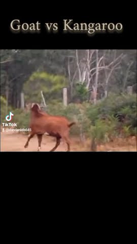 Goat vs Kangaroo - YouTube