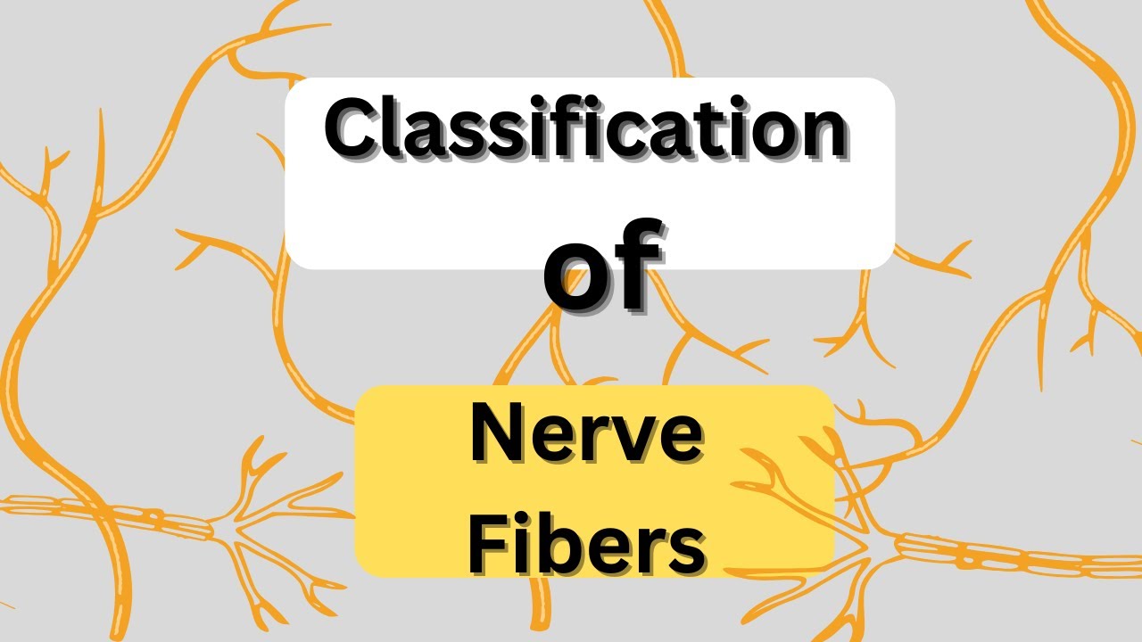 Classification of Nerve Fibers - YouTube