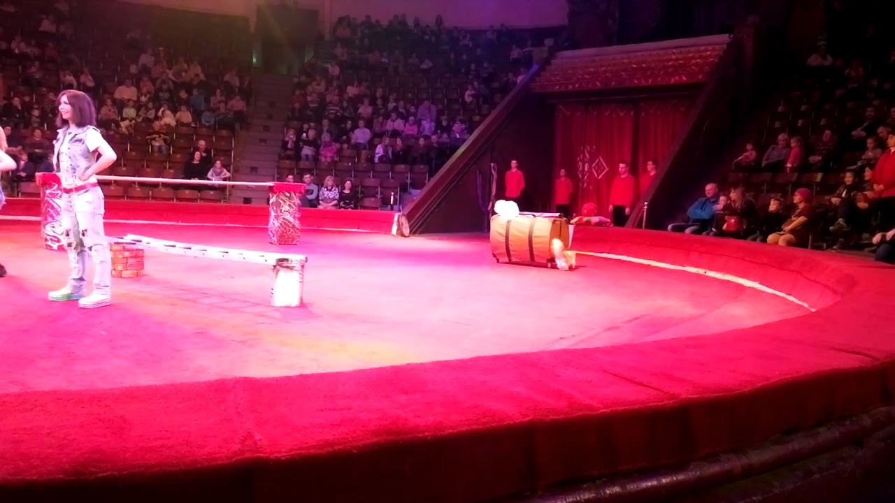 Cats in Circus #1 - YouTube