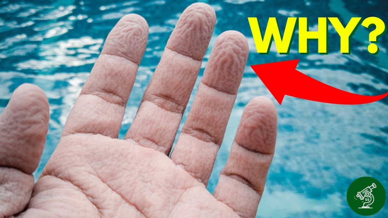 Why Do Fingers Wrinkle In Water? - YouTube