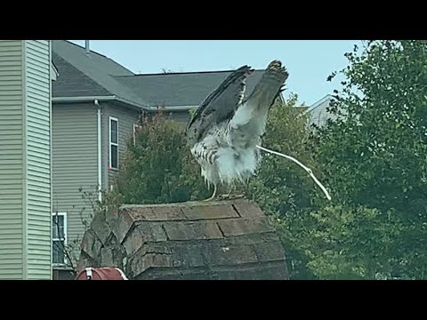 Hawk poop shot! 고요한 일요일 아침.. 매 한마리가 우리 우편함에서 똥 샷을.. - YouTube