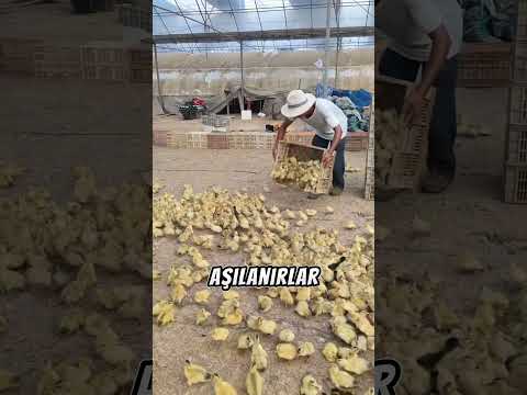 Çinli Çiftçiler Ördekleri Böyle Yetiştiriyor! Modern Çiftlik Sırrı!🚜🦆