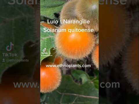 Narangille, graines de lulo, morelle de quito à semer: Solanum quitoense [Ethnoplants]