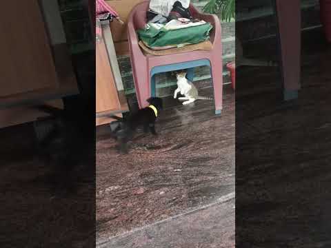 coco with cola#dora# - YouTube