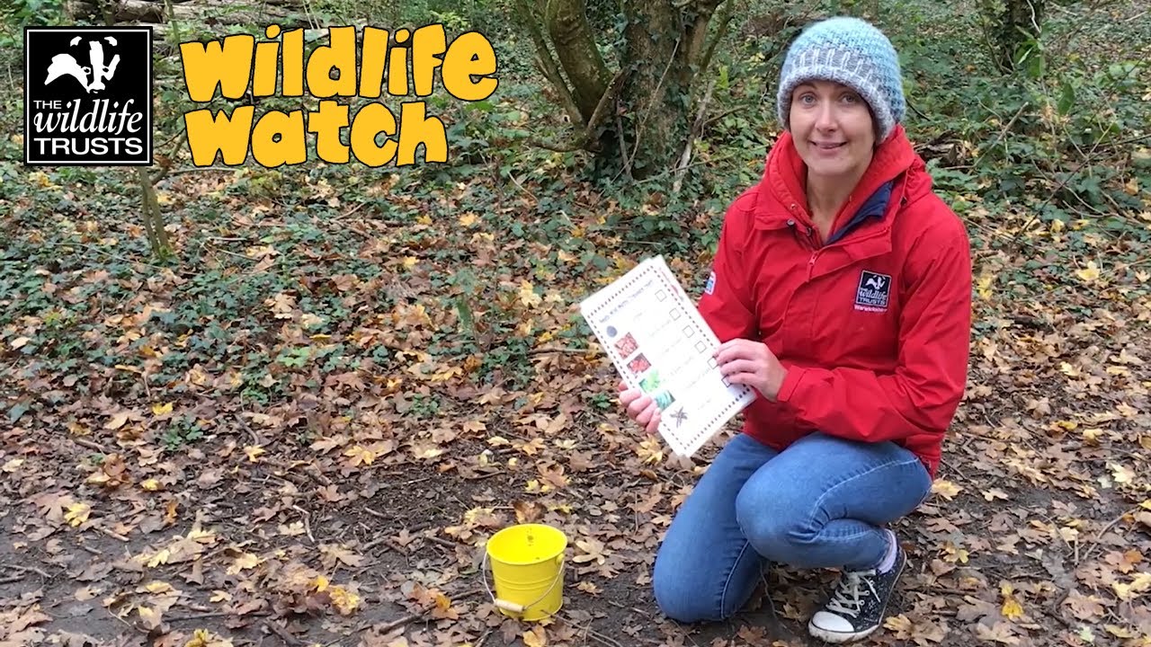 Wildlife Wednesday: Woodland maths! - YouTube