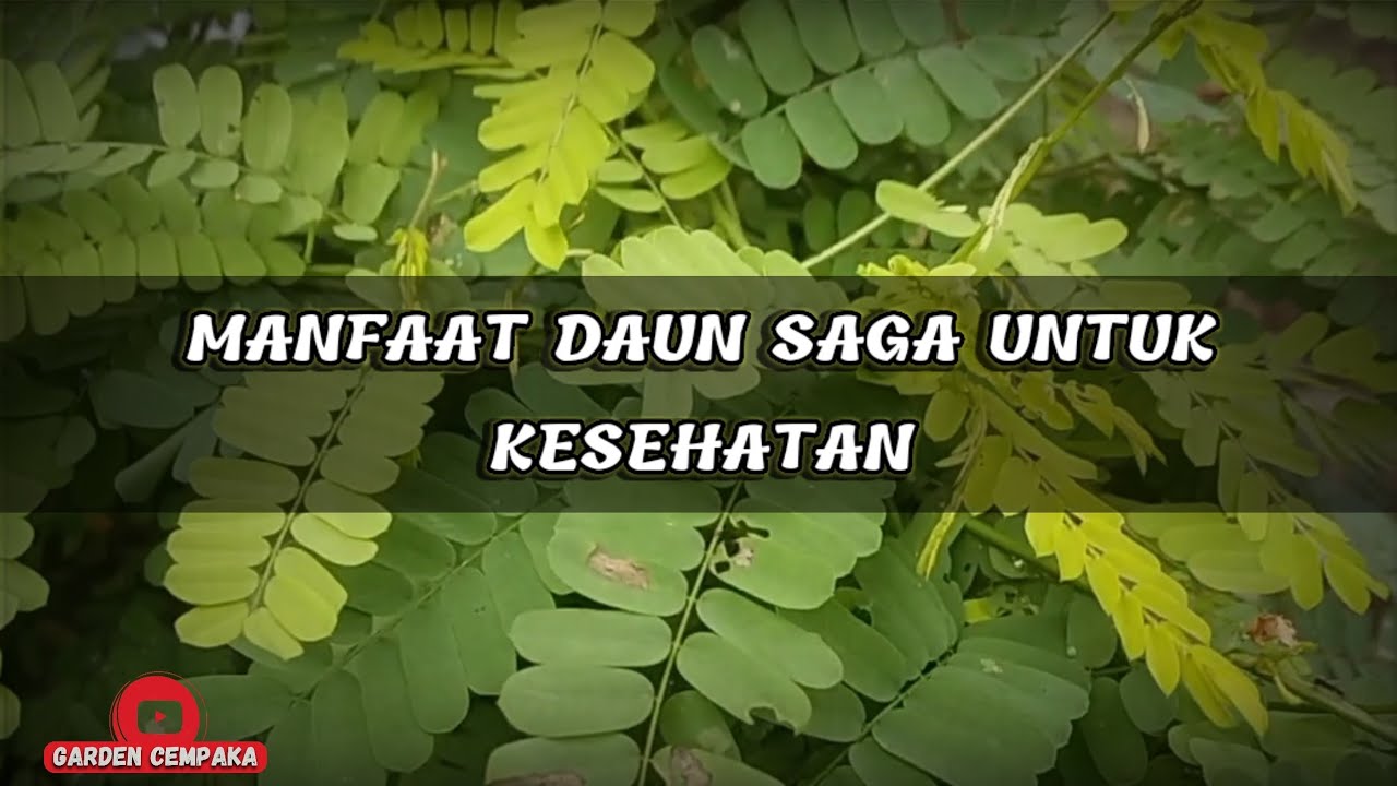 6 Manfaat Daun Saga Untuk Kesehatan - YouTube