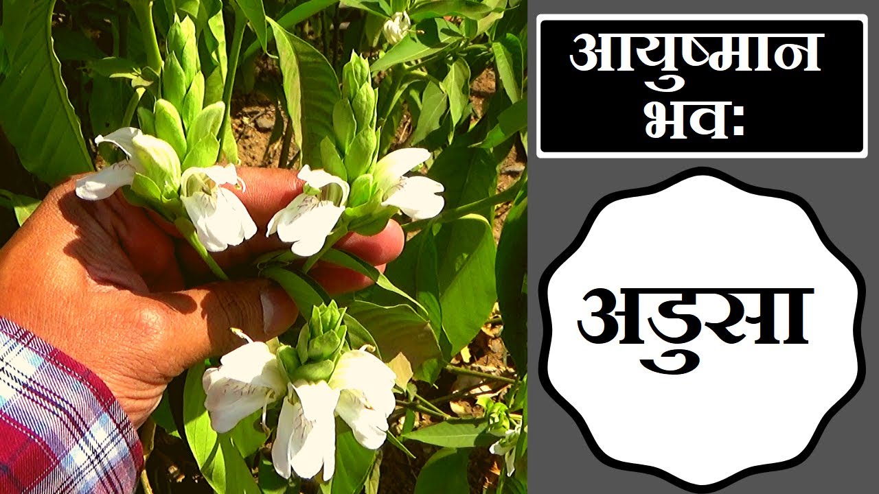 अडुसा, पहचान और फायदे│Intro & Benefits of Vasa, Malabar Nut Tree on ...