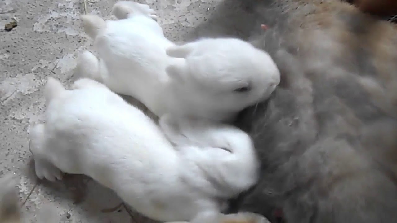Baby Rabbit Eating Milk - YouTube