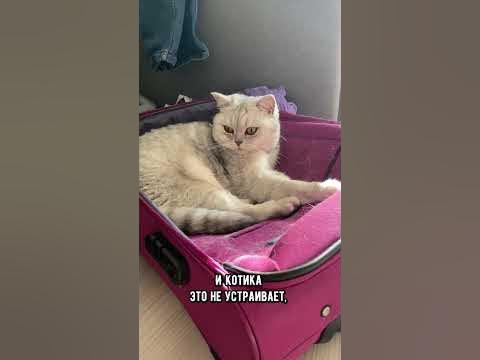 Почему котики обожают сидеть в чемодане или рюкзаке #коты #кошка #кот ...