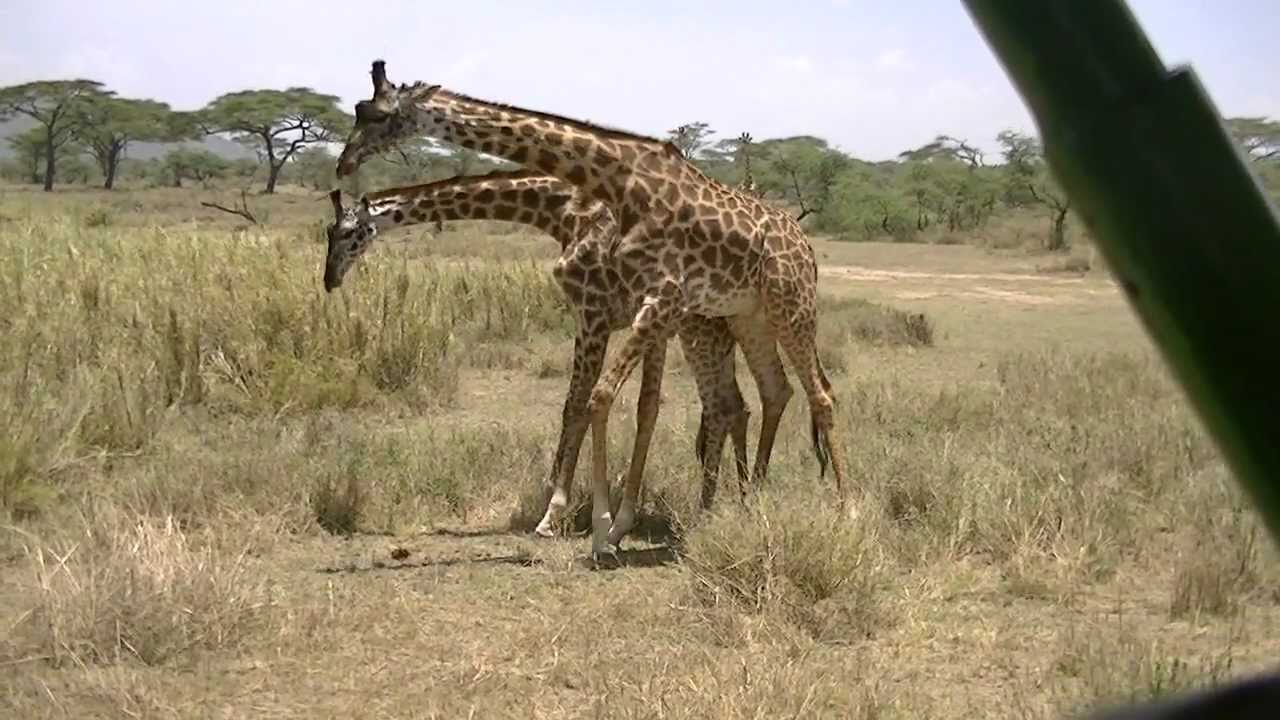 Giraffe neck fight - YouTube