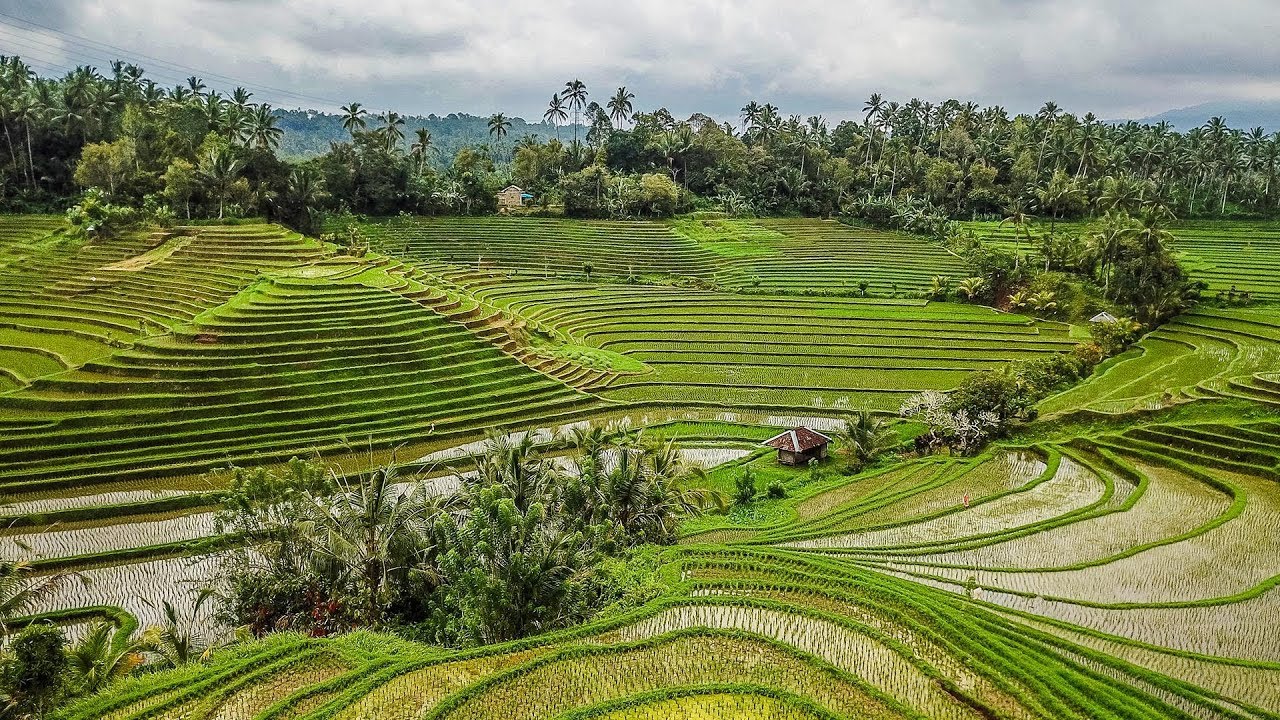 Bali. Rice fields and Waterfalls 🌱 - YouTube