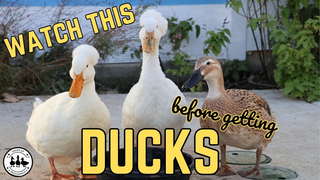 5 Reasons why DUCKS are the WORST pets ever - YouTube