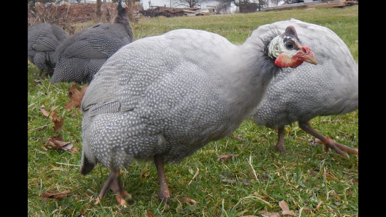 Guinea fowl calling - YouTube