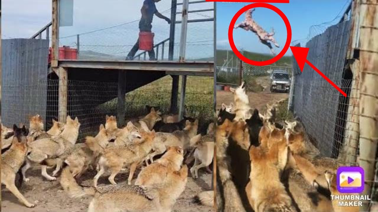 Tibetan Mastiff Vs Wolf | feeding wolves - YouTube