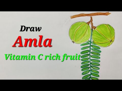 Draw Amla, Amla ka chitra,draw Indian gooseberry, medicinal plant ...