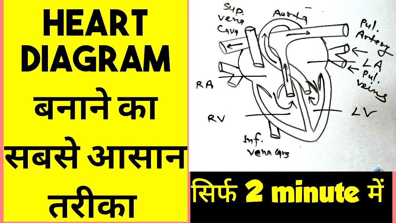 How to draw human heart | structure of human heart | how to make heart ...
