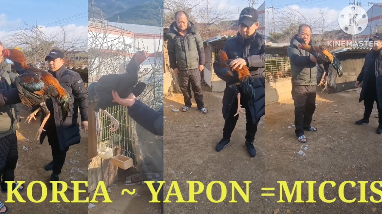 KOREA ~YAPONYA MICCIS VARYANT BAXO BERONG ZORLARI BOR - YouTube