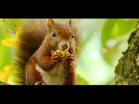 Dusler Vadisi Riva / Kızıl Sincap