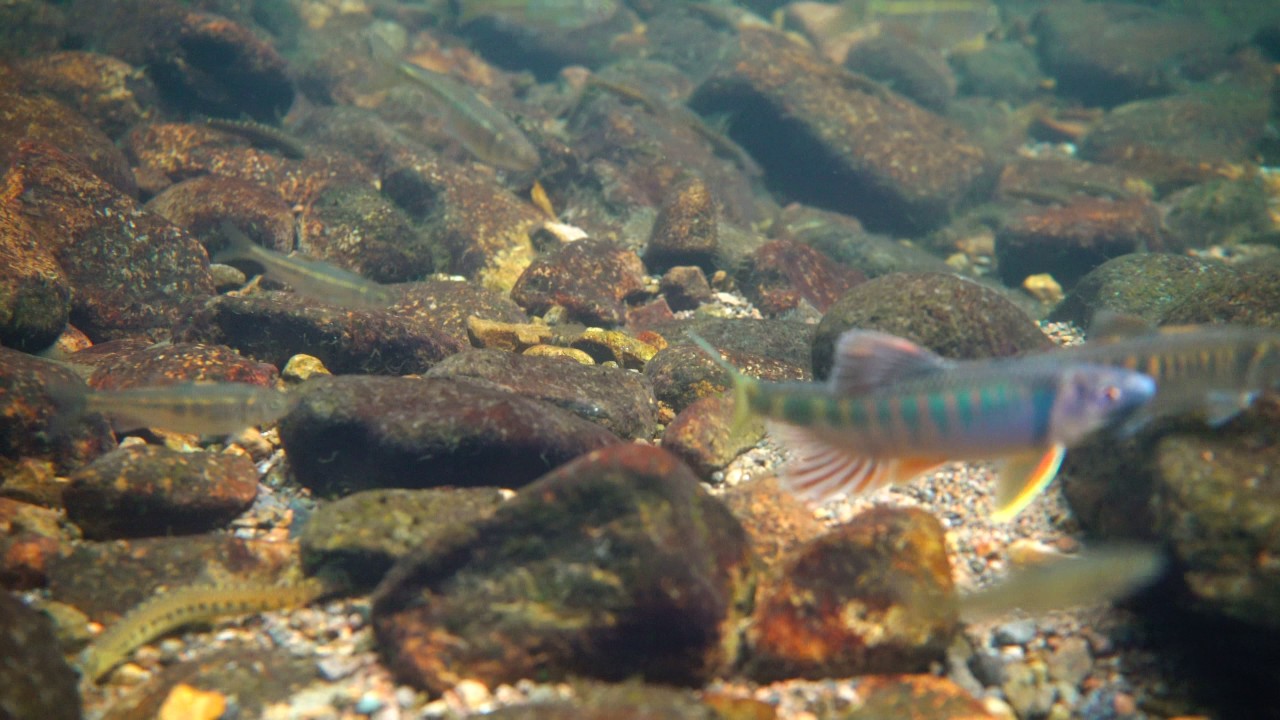 长鳍马口鱲（Opsariichthys evolans）-4K 水下拍摄 - YouTube
