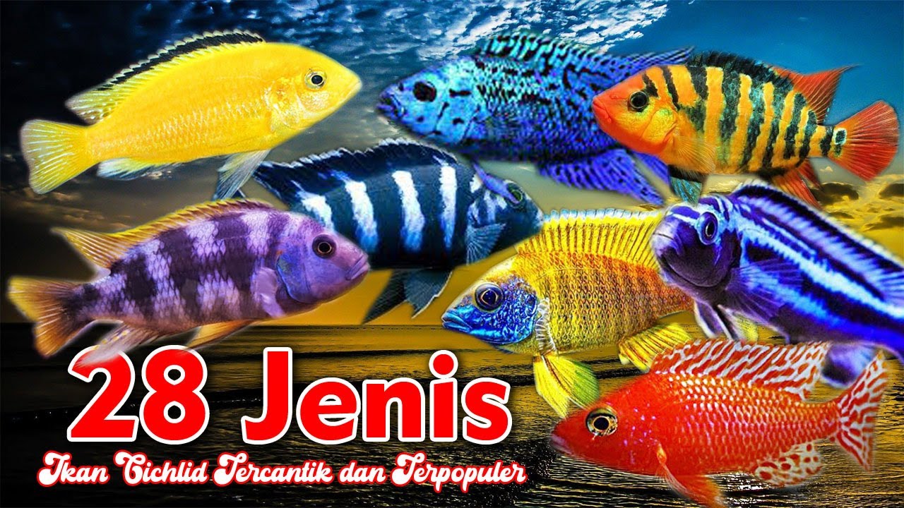 28 Jenis ikan cichlid Tercantik dan Terpopuler - YouTube