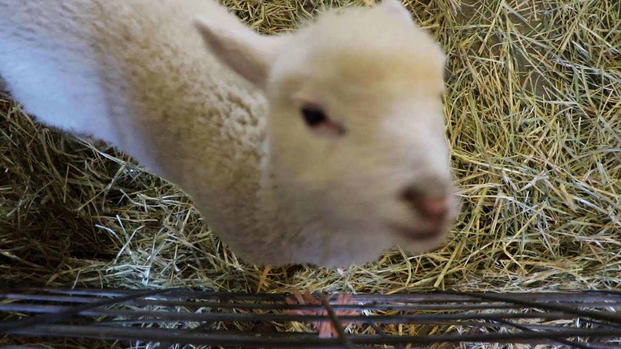 Minnesota Zoo Virtual Farm Babies - Lambs 3 - YouTube