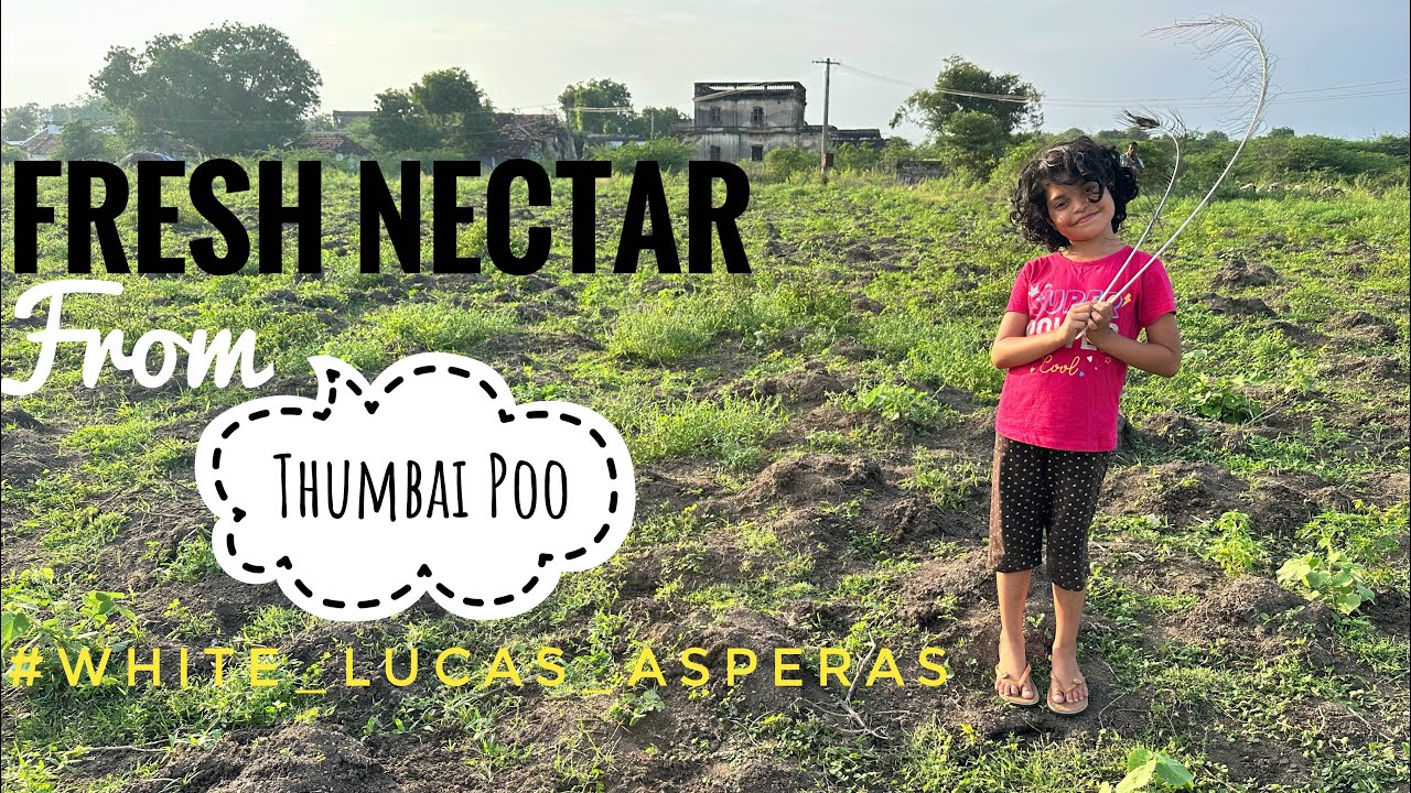 Experiencing Fresh Thumbai Poo Nectar | Village life | Native visit ...