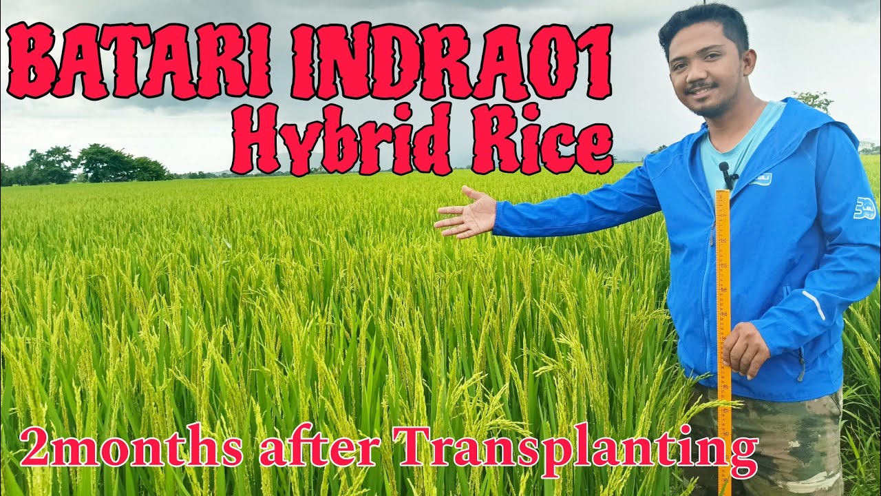 Batari indra01 Hybrid Rice | Milking Stage |Legion Insecticide for ...
