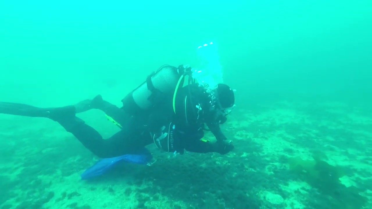 Scallop hunt in Norway! - YouTube