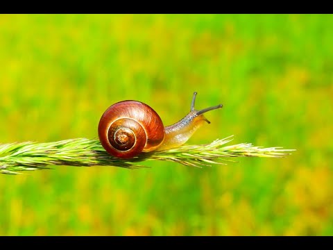 one minute of snails making babies - YouTube