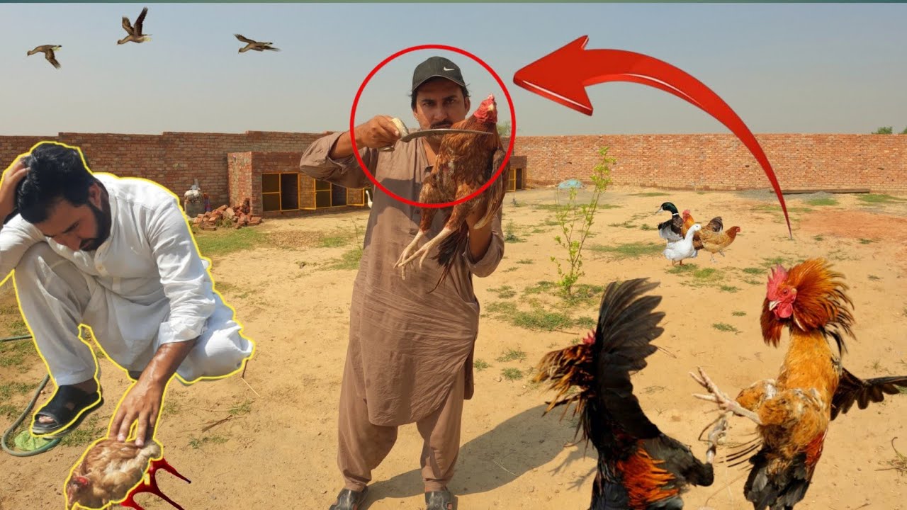 Bahot Bara Nqsan Ho Gia😡||Ghabr🐓Ny Ghaji Murghi Ko Mara - YouTube