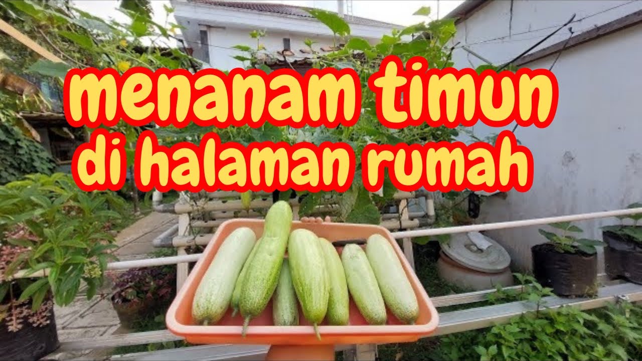 Menanam timun di halaman rumah secara hidroponik - YouTube