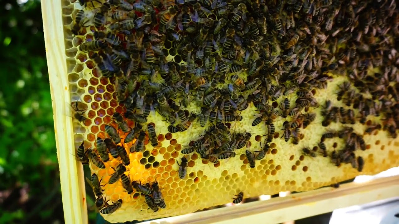 Slower Than Expected: Flow Hive 6 Week Progresses - YouTube