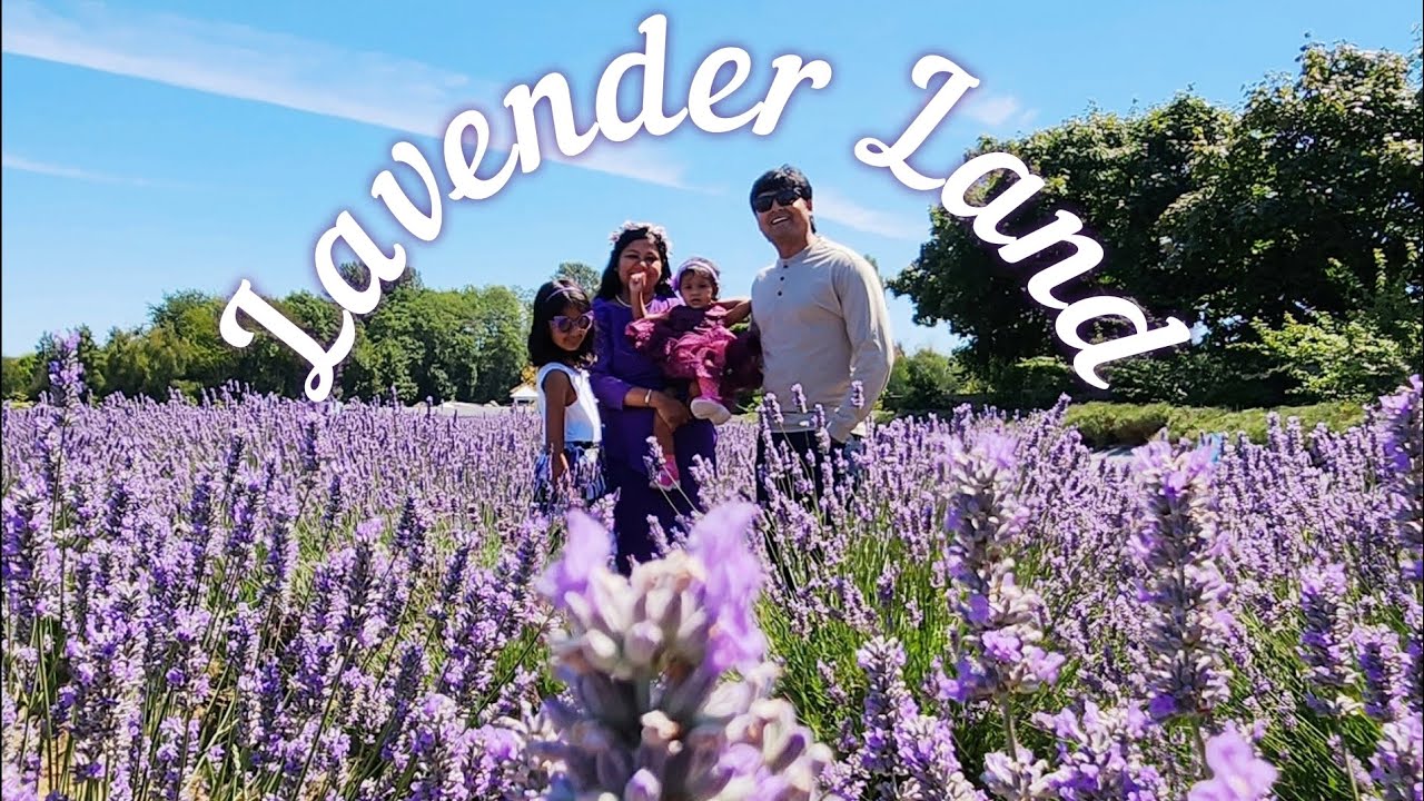 Day Spent at Lavender Land 💜 💜 - YouTube
