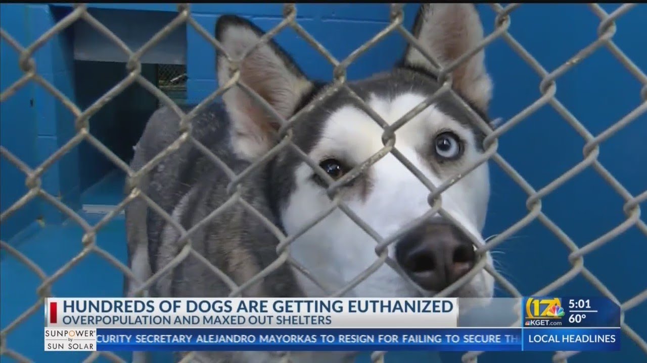 Hundreds of dogs are getting euthanized due to overpopulation and maxed ...