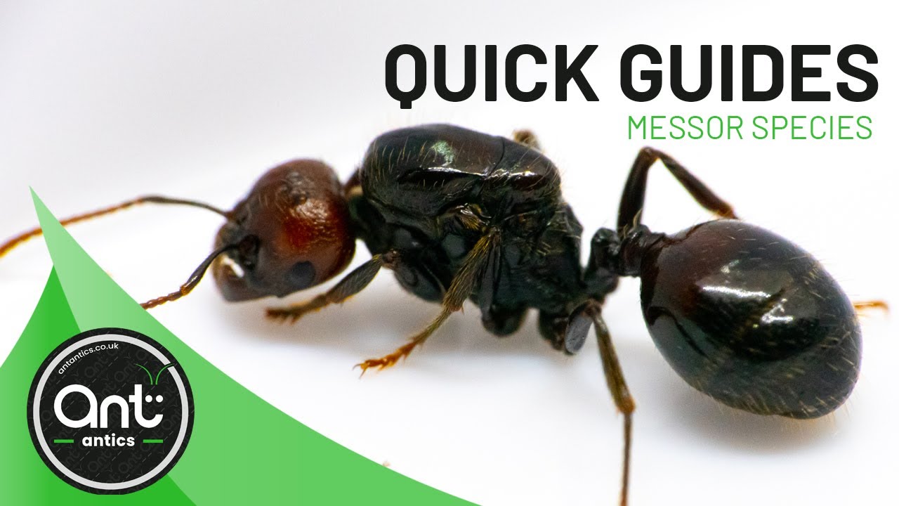 Quick Look Guide | Messor Species (Harvester Ants) - YouTube