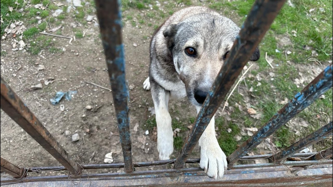 Rescue Of Sweetest Stray Dog And Her Last Puppy - YouTube