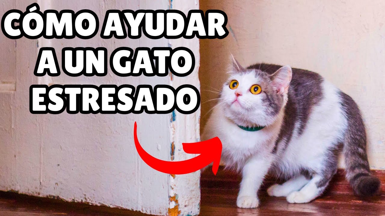 7 CONSEJOS para AYUDAR a un gato ESTRESADO - YouTube